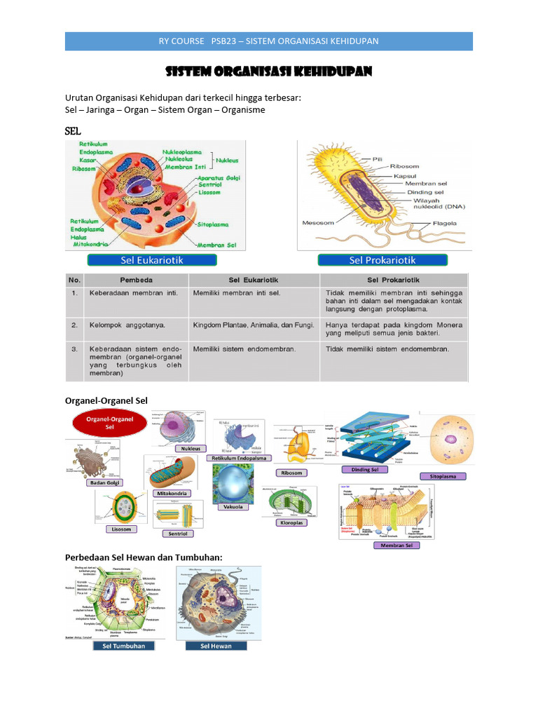 PSB-KELAS 7-IPA BIO-Sistem Organisasi Kehidupan | PDF