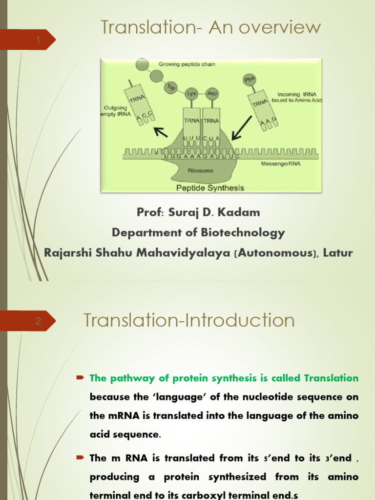 Translation Anoverview | PDF | Translation (Biology) | Ribosome