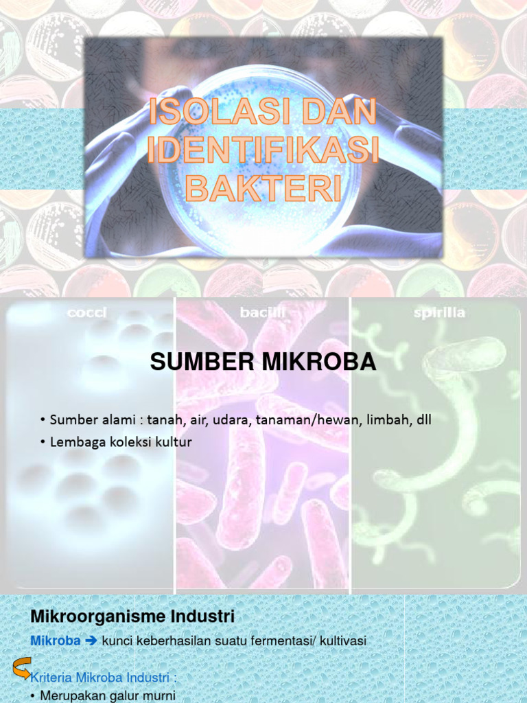 Isolasi Dan Identifikasi Bakteri | PDF
