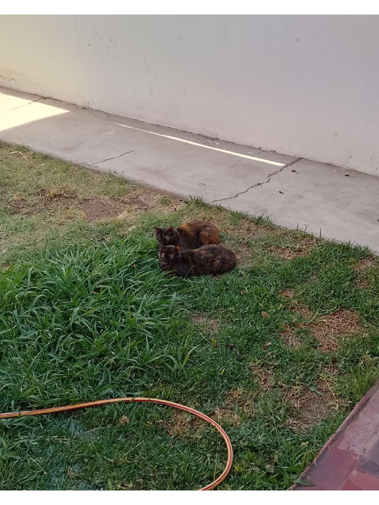 Img 20231028 164609 204 | PDF