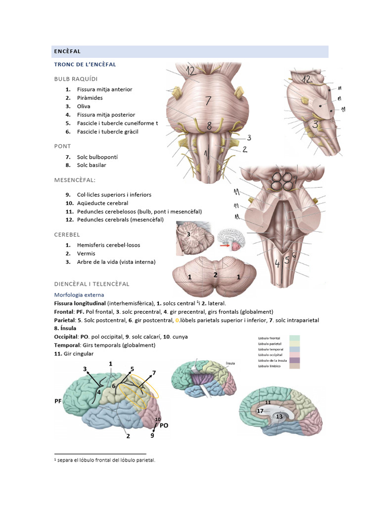 Pràctica 1. Sistema Nerviós | PDF