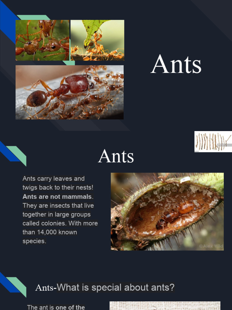 Ants | PDF