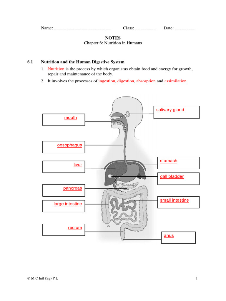 Human Nutrition and Digestive System | PDF