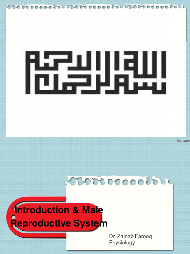 Introduction - Male Reproductive System | PDF | Testicle | Human Body