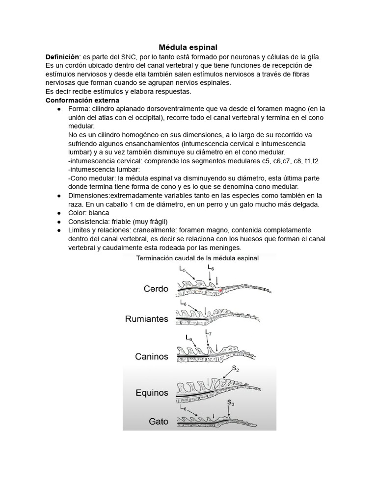 Médula espinal resumen | PDF Médula espinal resumen | PDF
