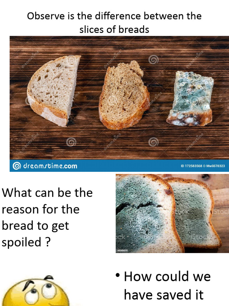 Micro-Organisms Decay | PDF