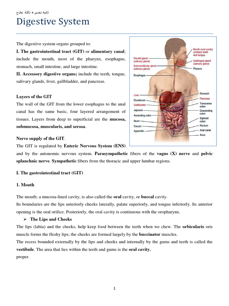 Digestive & Urinary-1 | PDF