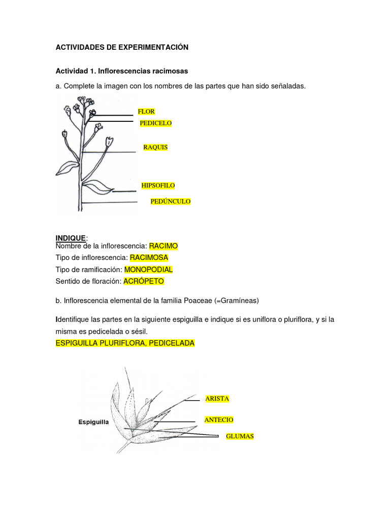 Tipos de Inflorescencias en Poaceae | PDF | Flores | Morfología Vegetal
