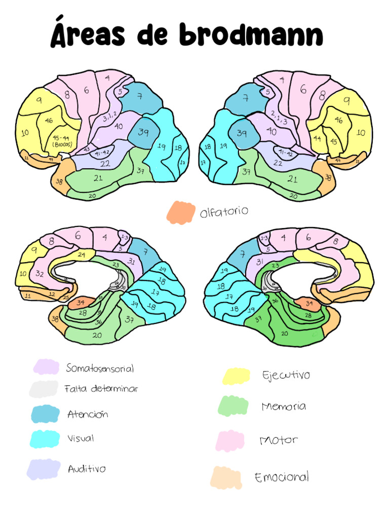Áreas de Brodmann | PDF