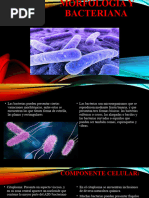 Morfología de Cocos, Bacilos y Espirilos | PDF | Las bacterias ...