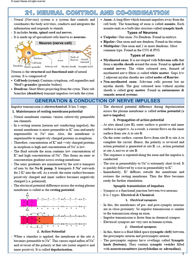 Neural Control N Coordination-Notes | PDF | Chemical Synapse | Ear Neural Control N Coordination-Notes | PDF | Chemical Synapse | Ear