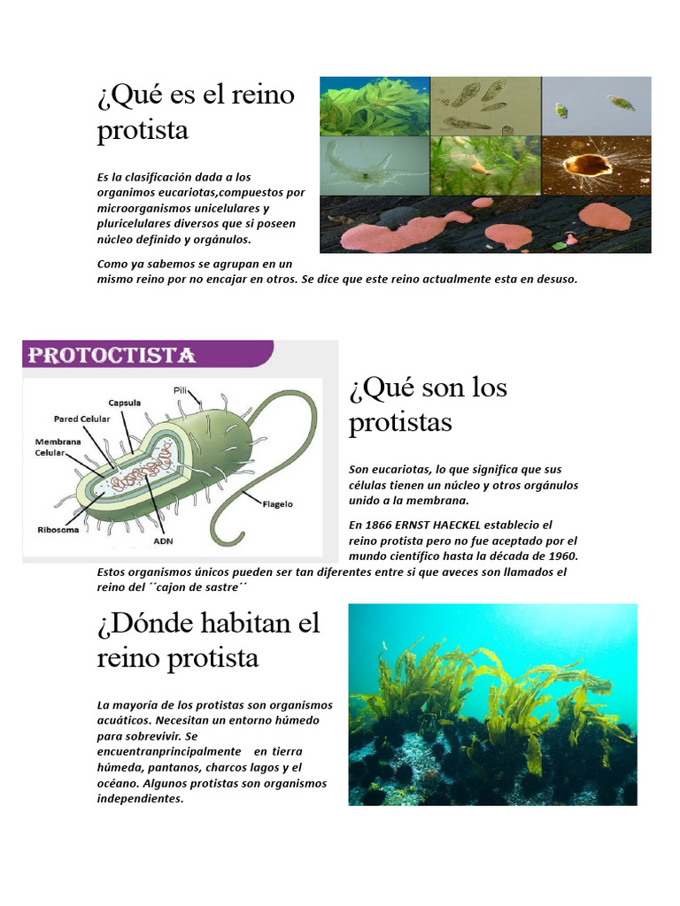 El Reino Protista: Definición y Hábitat | PDF | Ciencia y matemáticas