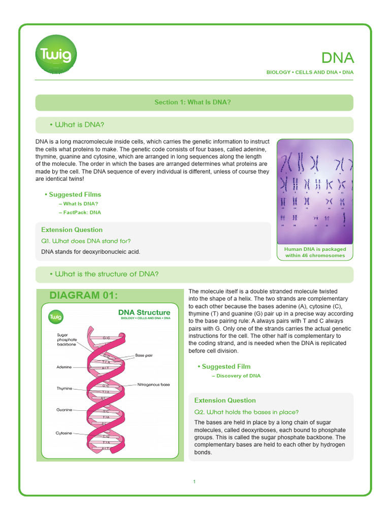 Diagram 01:: - What Is DNA? | PDF