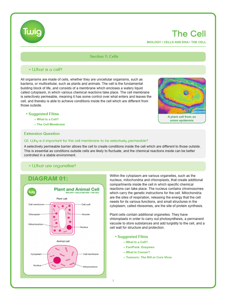 The Cell | PDF | Cell (Biology) | Meiosis