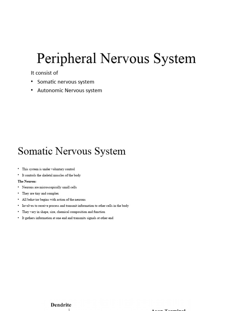 Peripheral Nervous System | PDF | Neuron | Nervous System