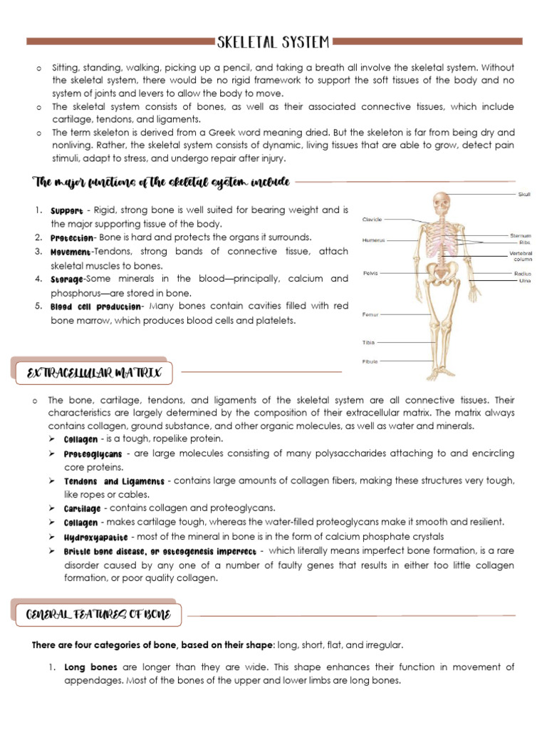 Skeletal System | PDF