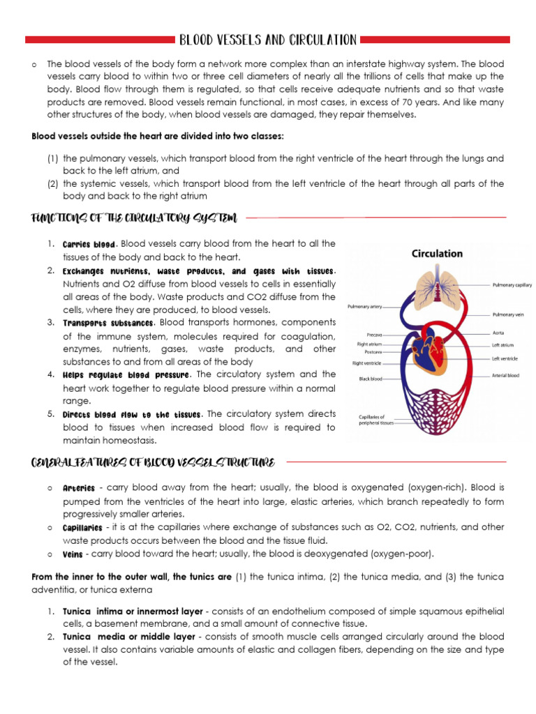 Blood Vessels Circulation | PDF | Aorta | Vein