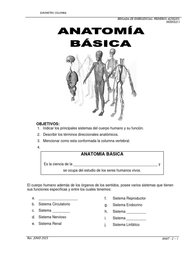 Lección 2 Anatómia | PDF | Vértebra | Términos anatómicos de ubicación
