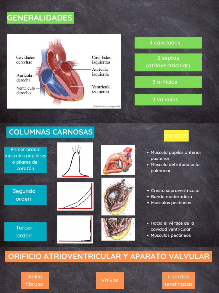 Configuración Interna Del Corazón | PDF | Arte