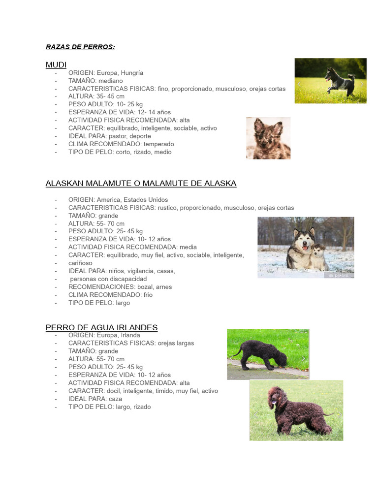 Razas de Perros | Descargar gratis PDF | Perros como mascotas | Subespecie De Canis Lupus