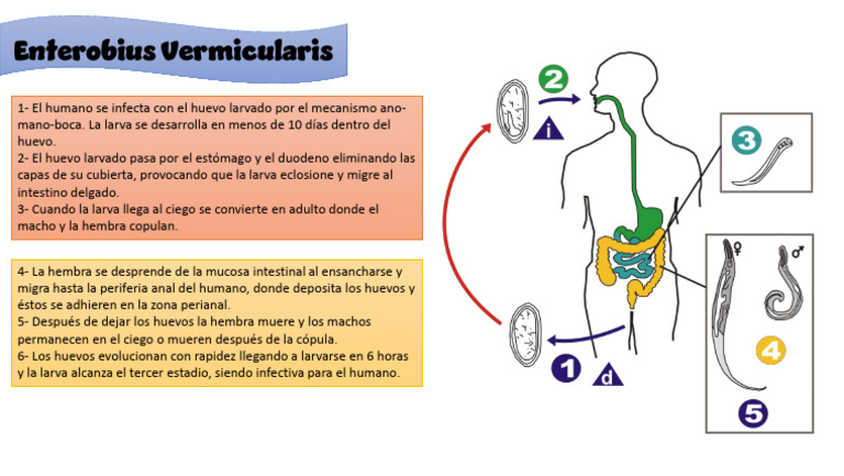 Ciclo Biológico de Enterobiasis | PDF