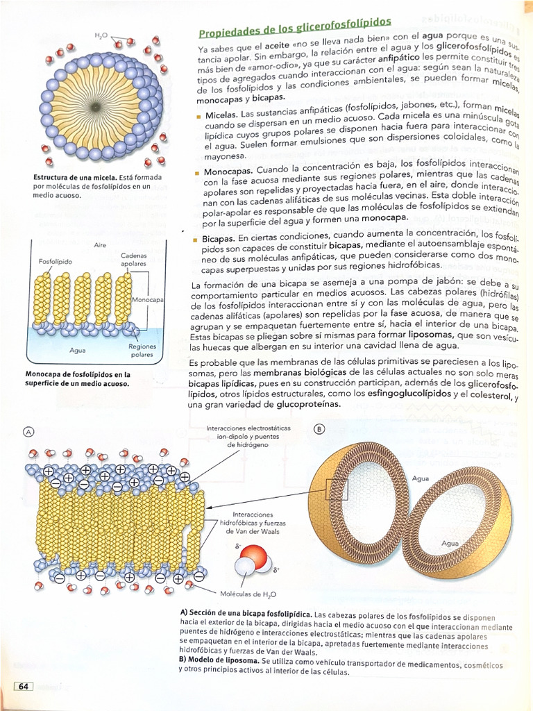 Estructura de Una Micela. Está Formada | PDF