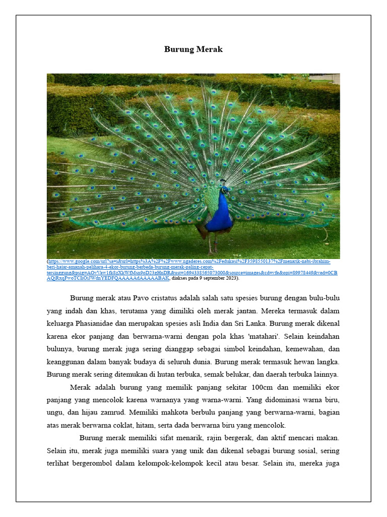 Burung Merak | PDF