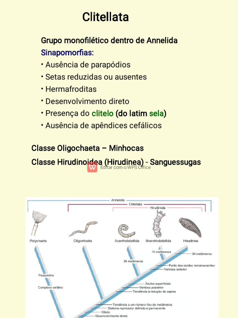 Clitellata | Download grátis PDF | Protostomia