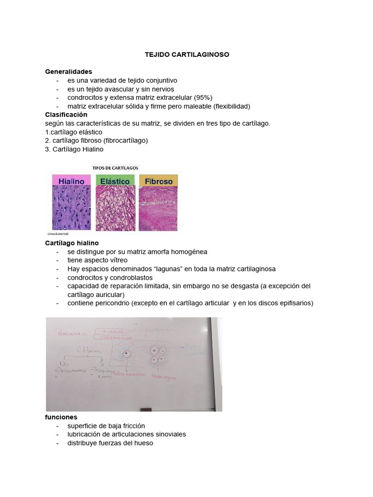 Cartílago: Tipos, Composición y Funciones | PDF | Cartílago | La matriz ...