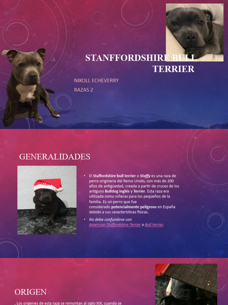 Stanfordshire Bull Terrier | PDF | Staffordshire Bull Terrier | Terriers