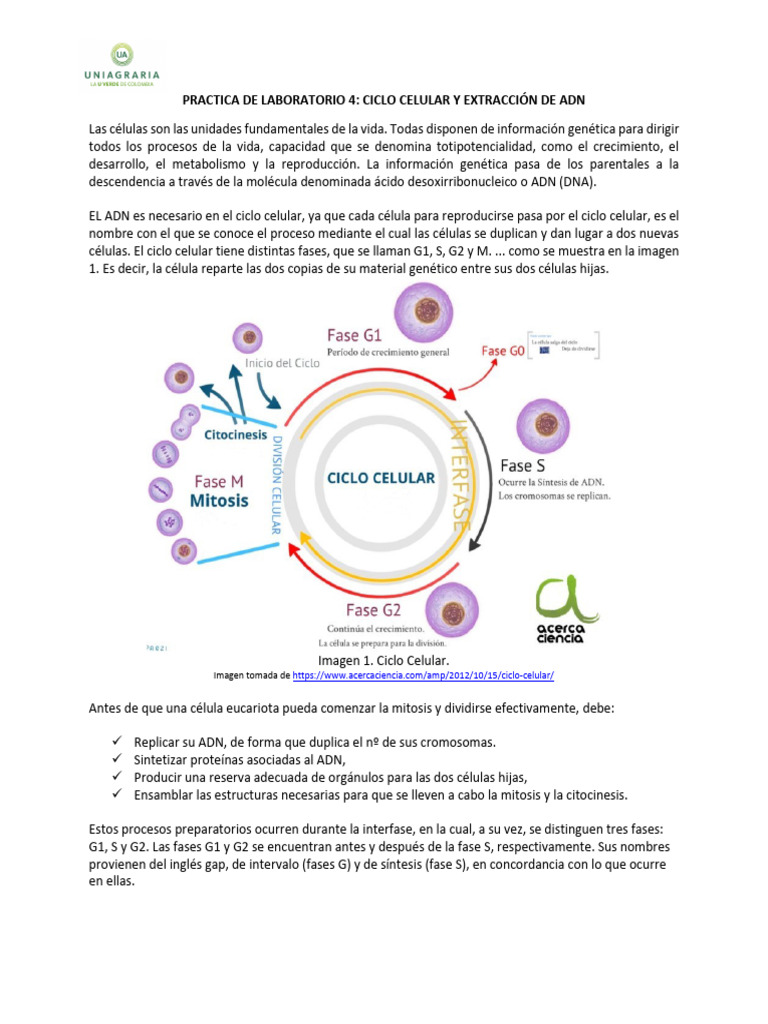 Practica 4 Ciclo Celular y Extracción de Adn | PDF