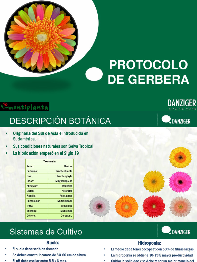 Protocolo Gerbera | PDF | Riego | Cosecha