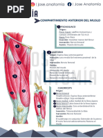 Anatomía de los músculos del muslo anterior | PDF | Anatomía humana ...