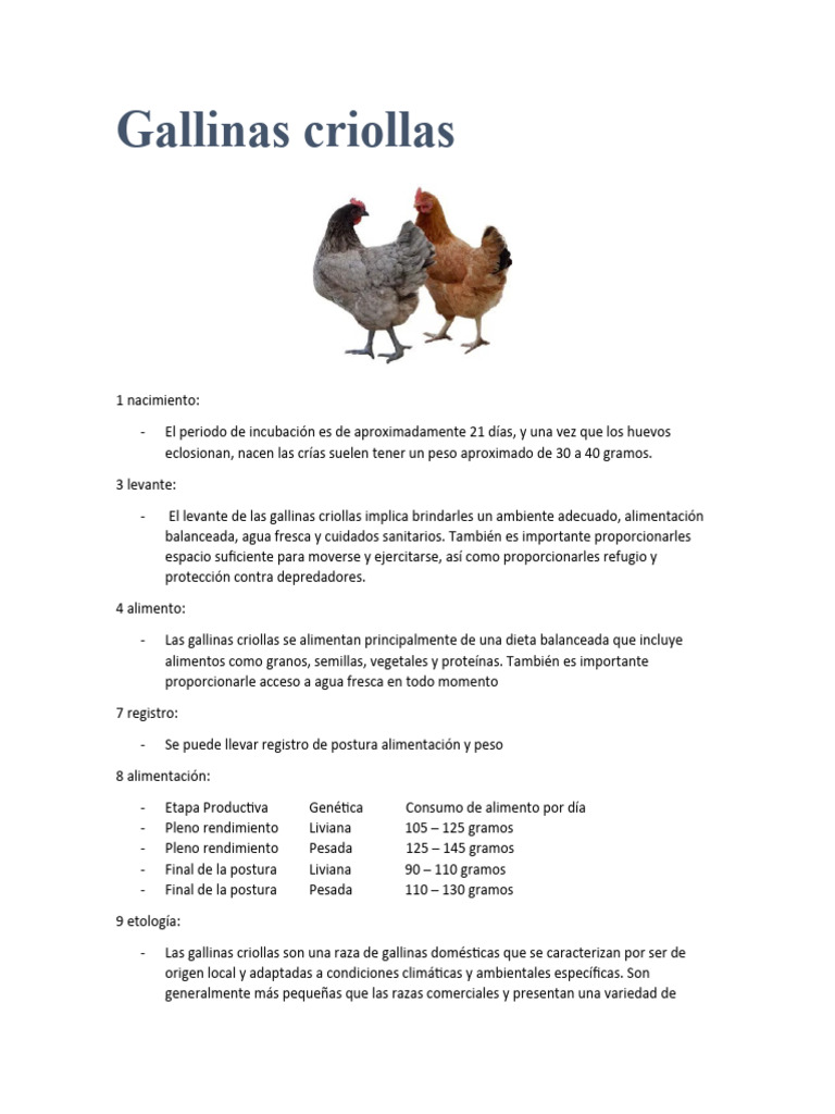Gallinas Criollas | PDF | Pollo | Alimentos