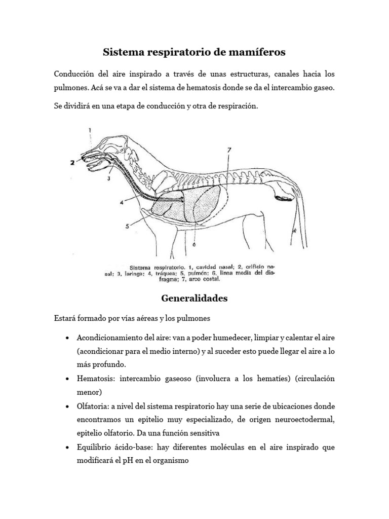 Histología | PDF | Ganglio linfático | Glándula pituitaria