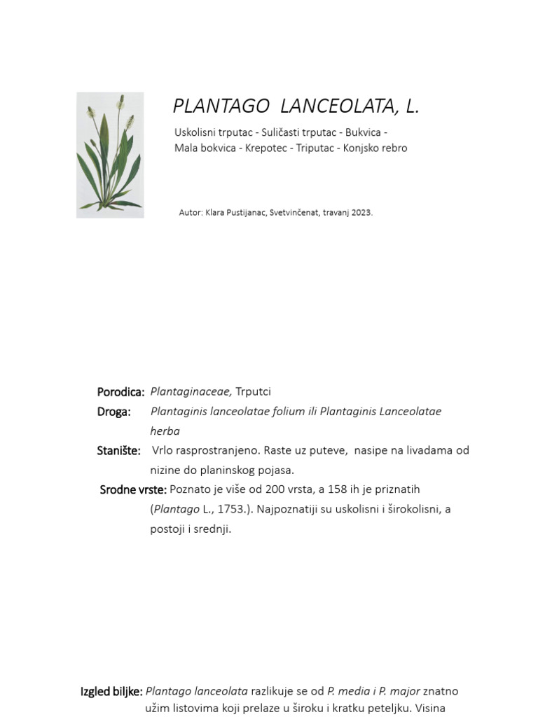 Klara - Pustijanac - PLANTAGO LANCEOLATA | PDF