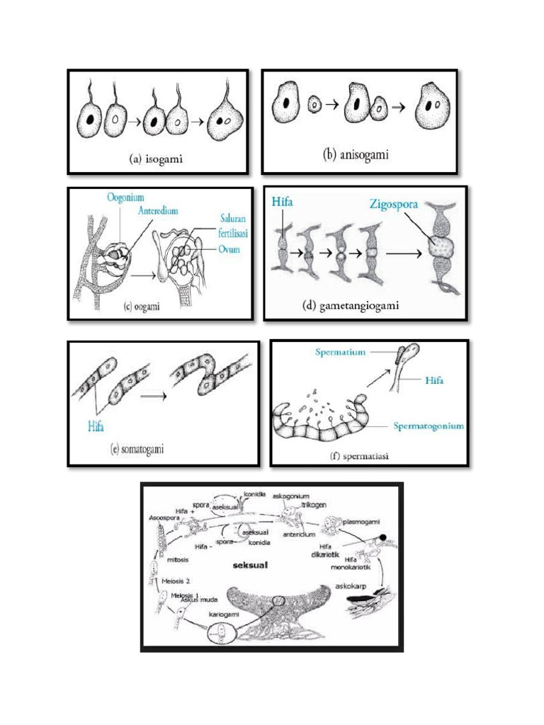 Tugas 2 - Gambar Reproduksi Fungi Secara Seksual Dan Aseksual Dengan Spora | PDF
