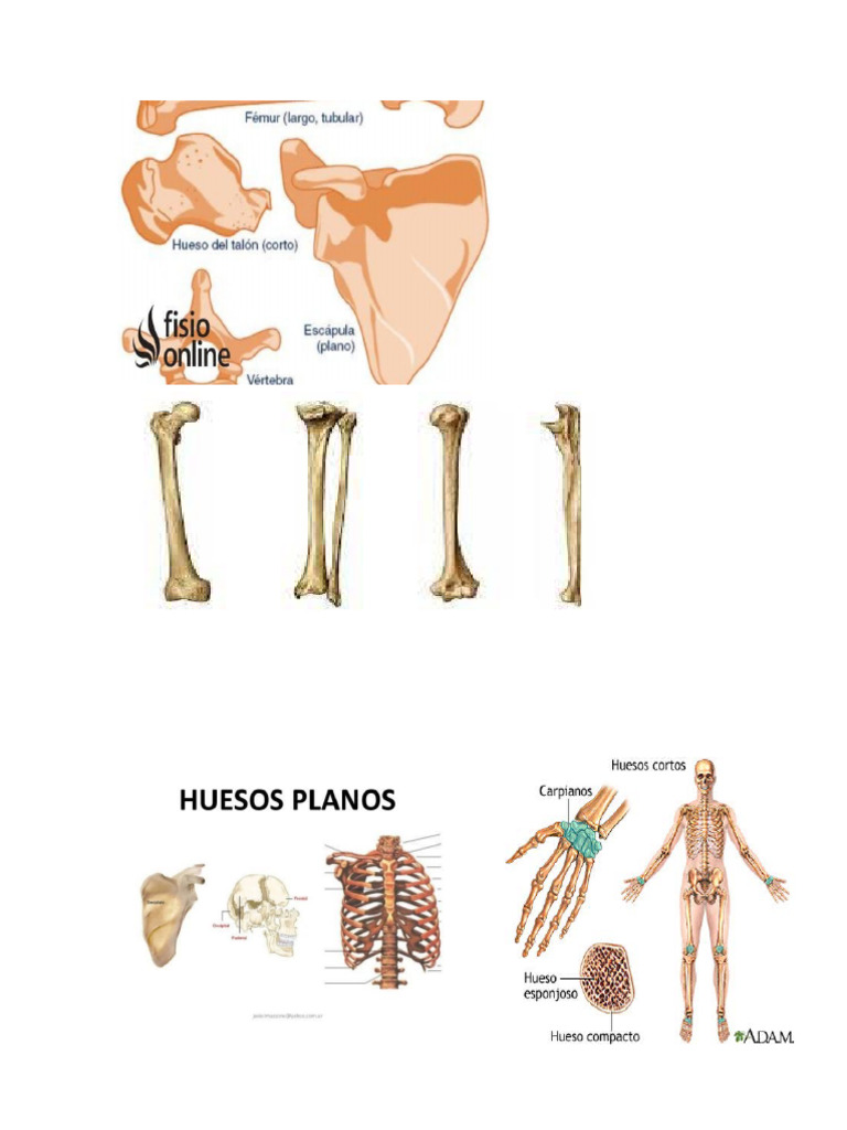 Huesos | PDF