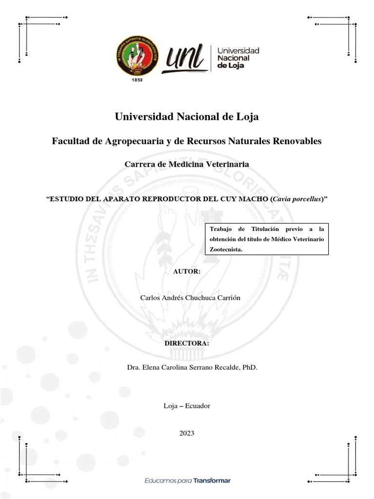 Anatomía del aparato reproductor del cuy macho | PDF | Próstata ...