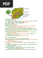 Photosynthesis Overview for Class 10 | PDF