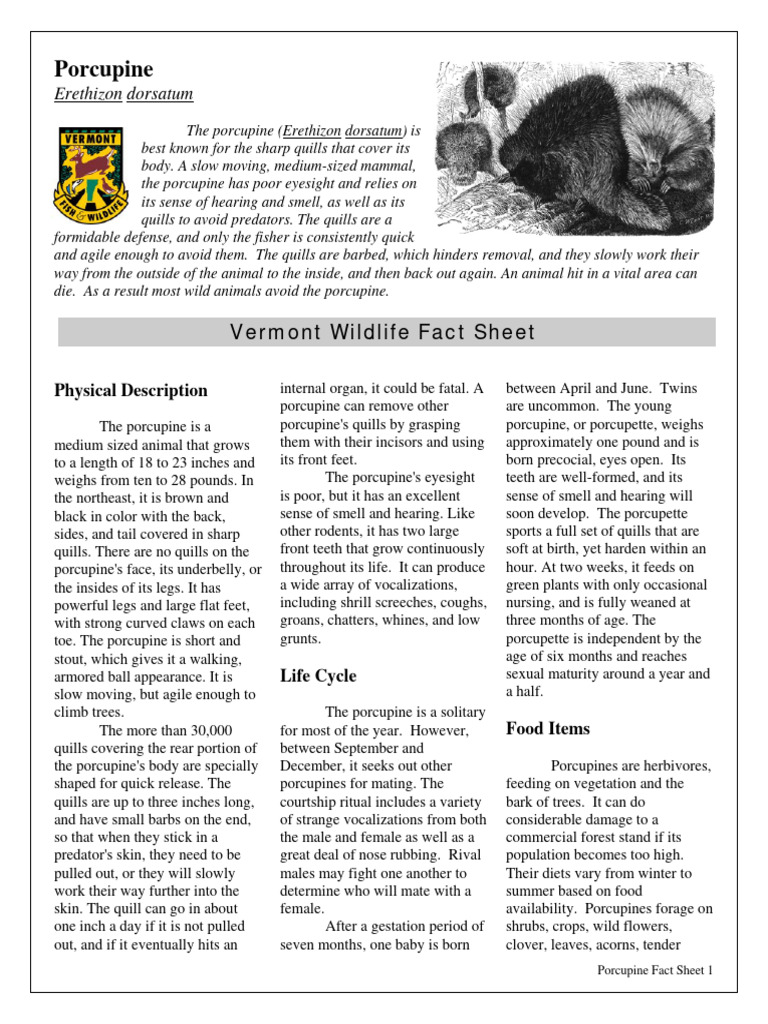 Porcupine Vermont Wildlife Fact Sheet | PDF