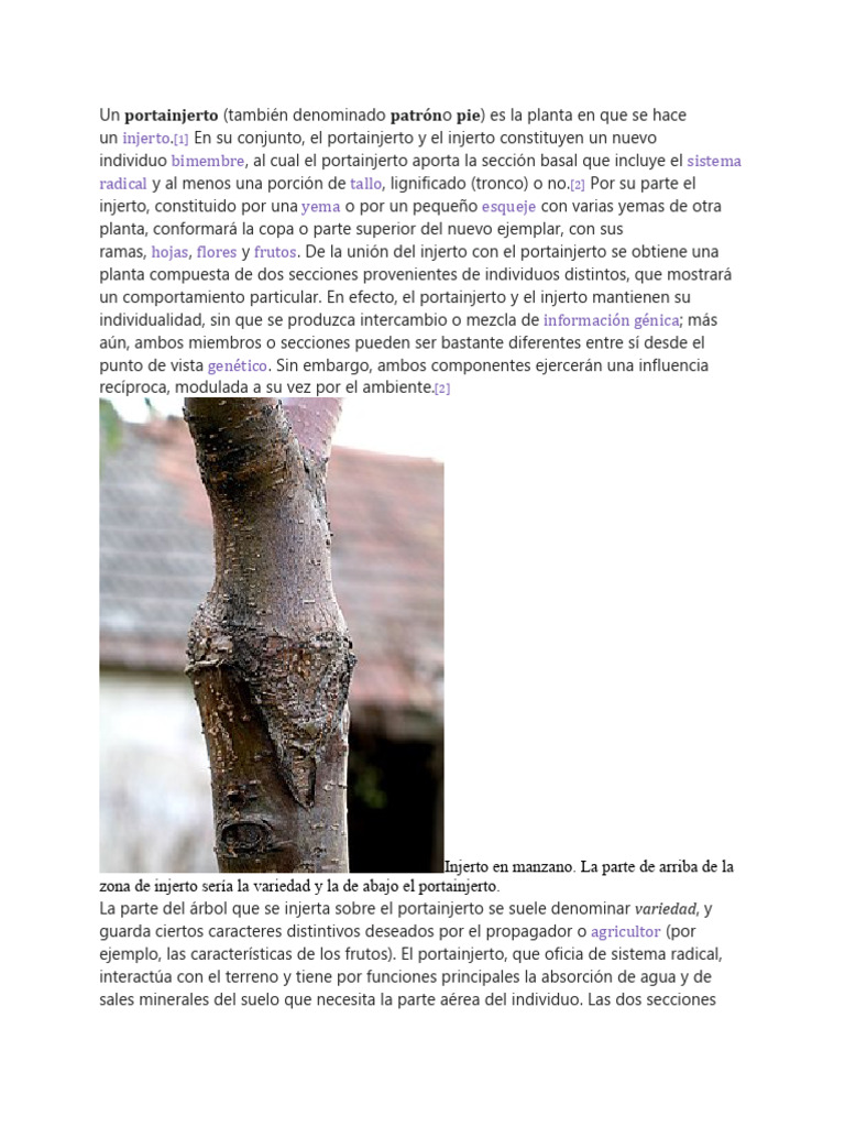 Injerto Bimembre Sistema Radical Tallo Yema Esqueje Hojas Flores Frutos ...