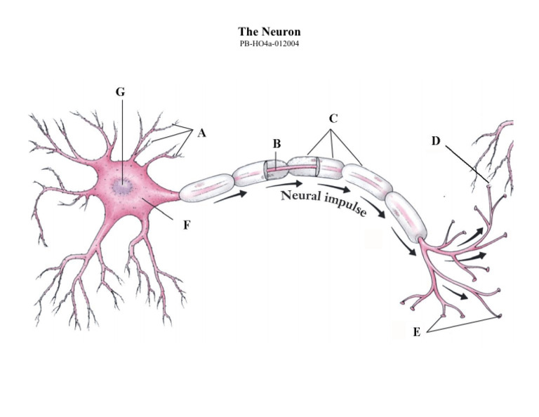 Handout - Neuron Without Labels | PDF