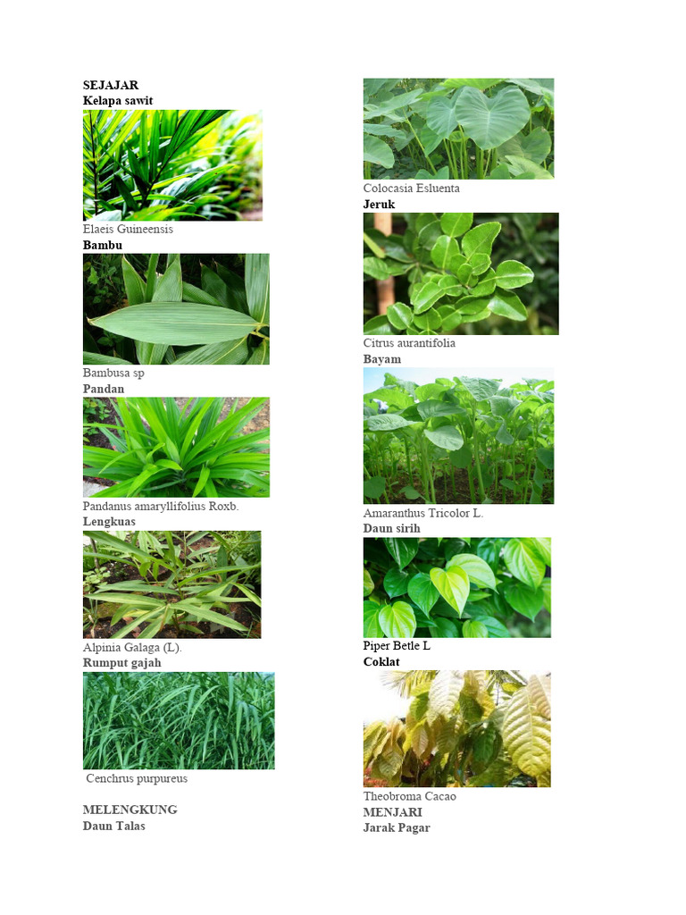 Nama dan Ilmu Daun Tumbuhan | PDF | Memasak, Makanan, & Anggur | Griya ...