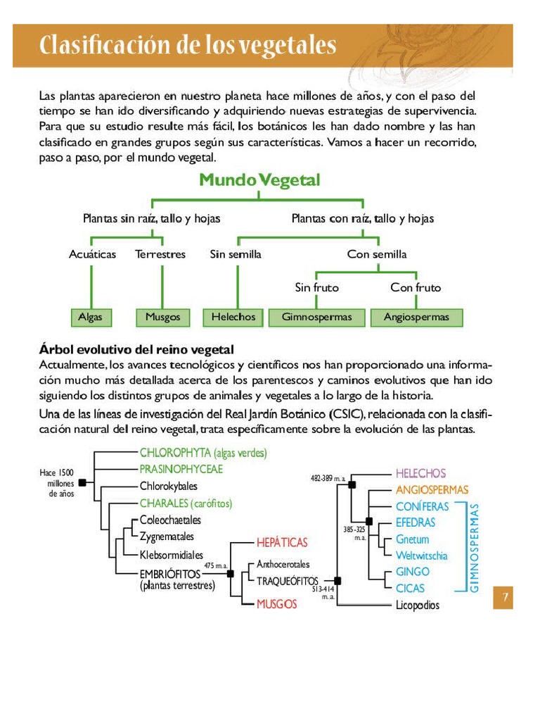 Imagen Del Reino Vegetal | PDF