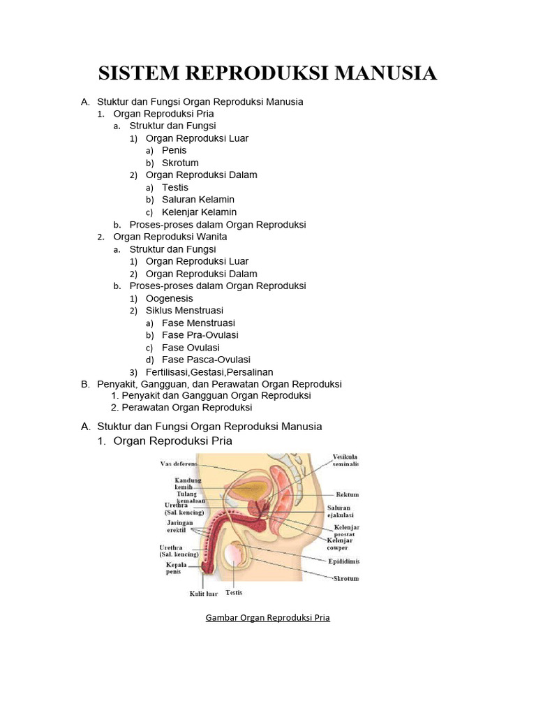 Materi Sistem Reproduksi Manusia | PDF