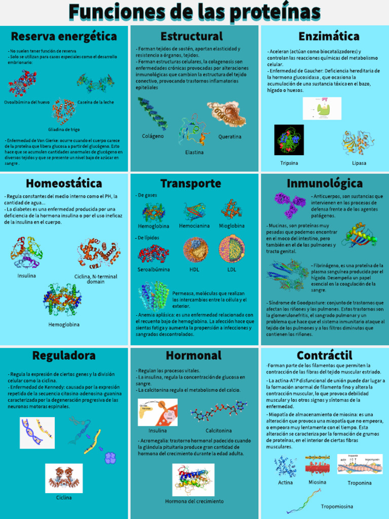 Funciones Proteínas | PDF