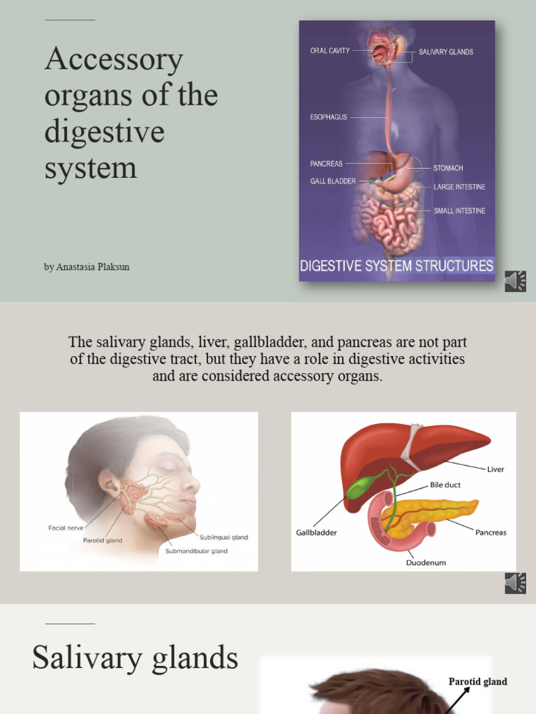 Accessory Digestive Organs Explained | PDF | Wellness