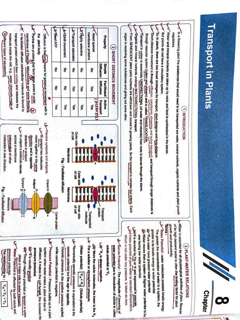Mind Map of Plant Transport Systems | PDF | Osmosis | Chemistry