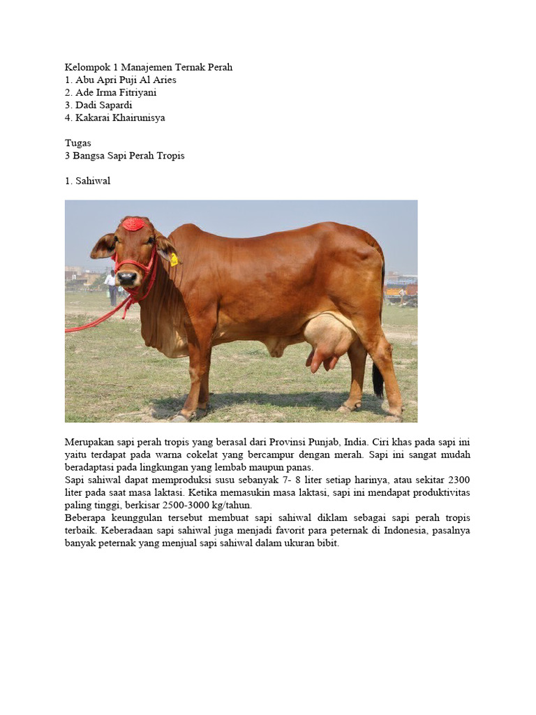 Tiga Jenis Sapi Perah Tropis Terbaik | PDF | Griya & Taman | Kesehatan ...